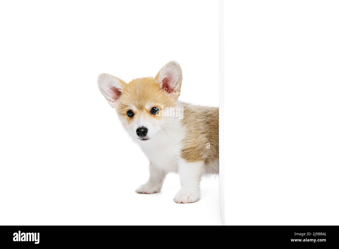Studio shot of beautiful puppy of Welsh corgi dog isolated on white ...