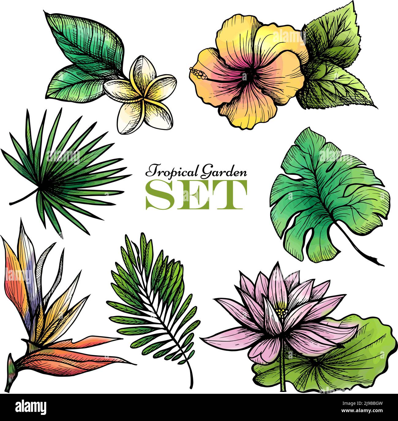 Tropical garden set of colored leaves and flowers isolated vector ...