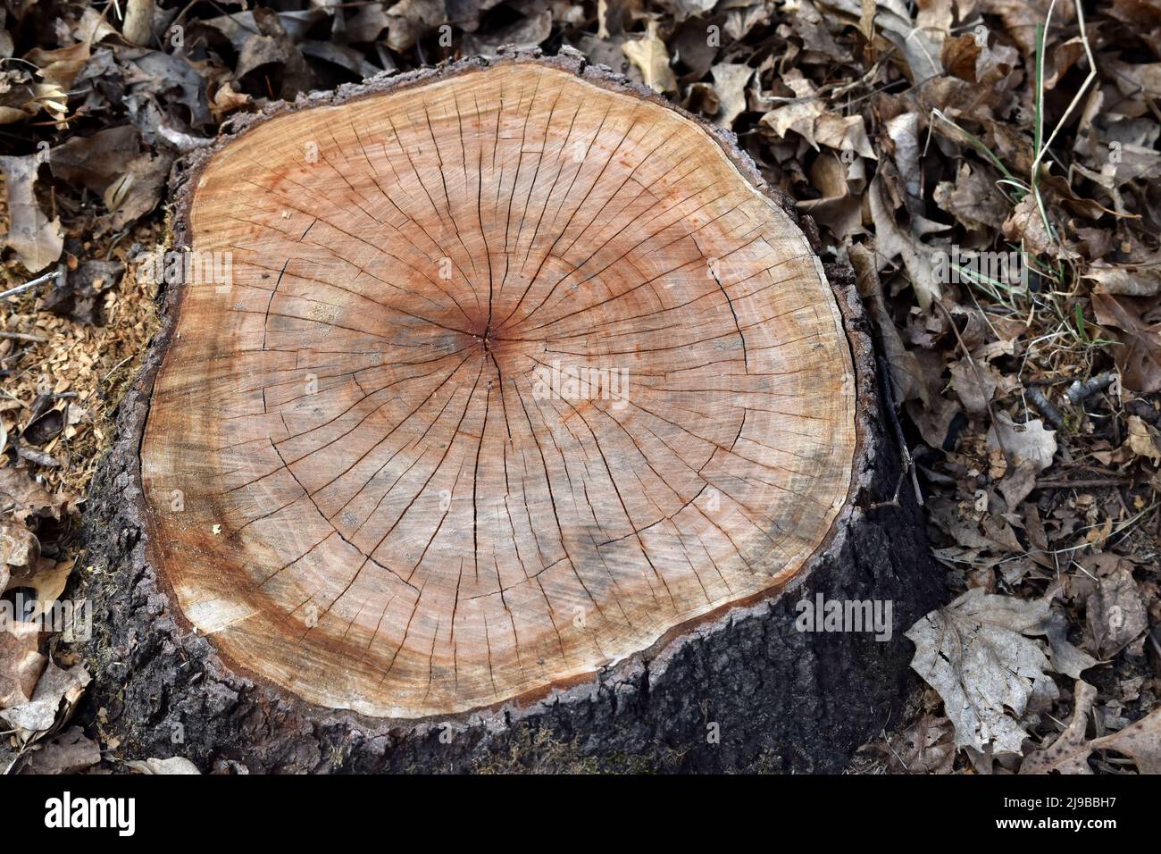 Oak tree stump art hi-res stock photography and images - Alamy