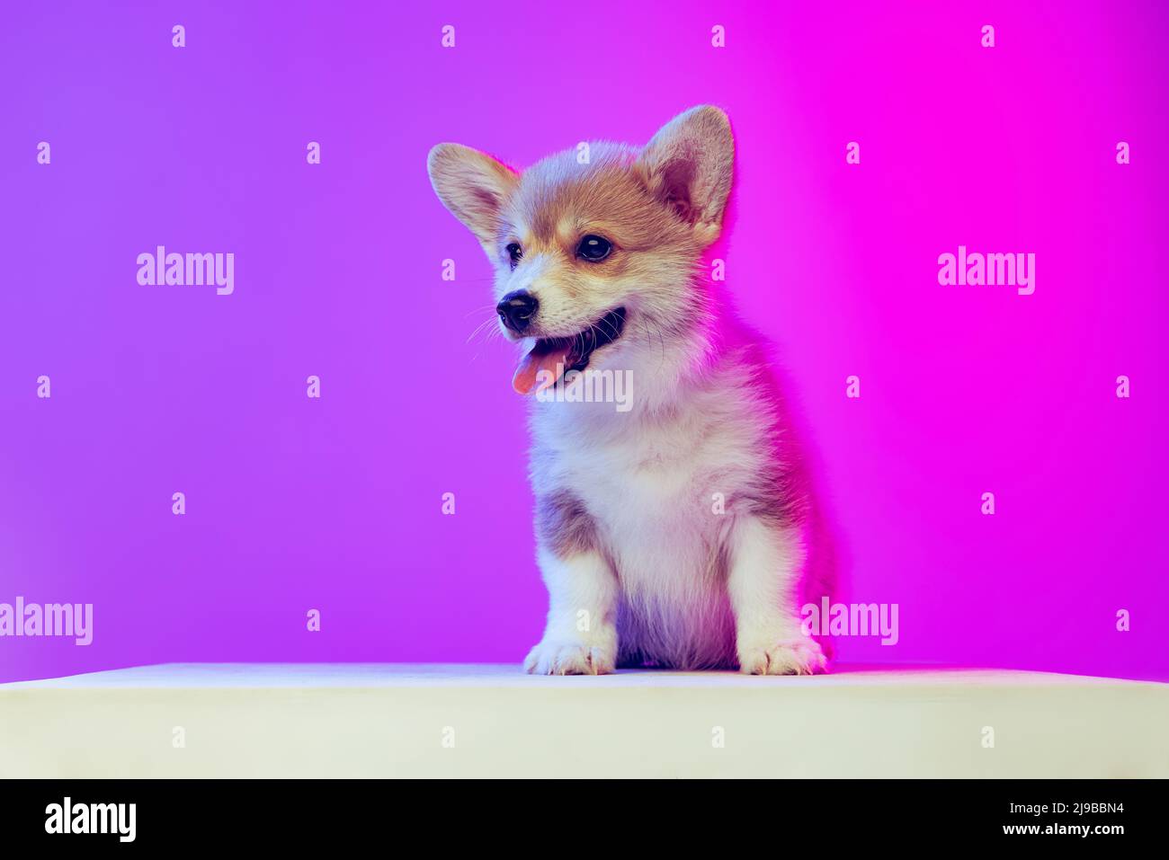 Charming puppy of Welsh corgi dog posing isolated on gradient purple ...