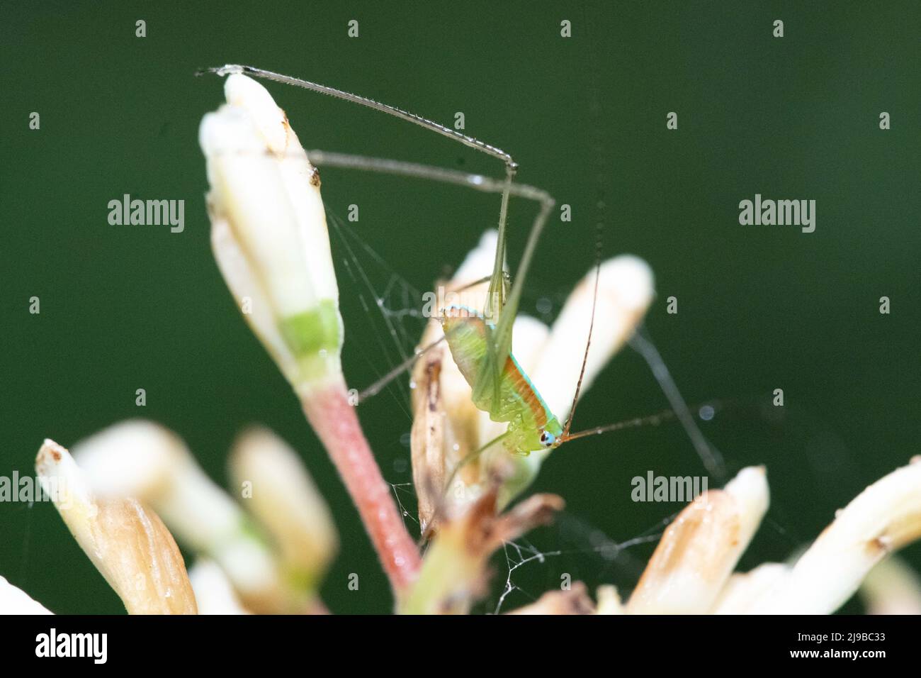 Preserved grasshopper hi-res stock photography and images - Alamy