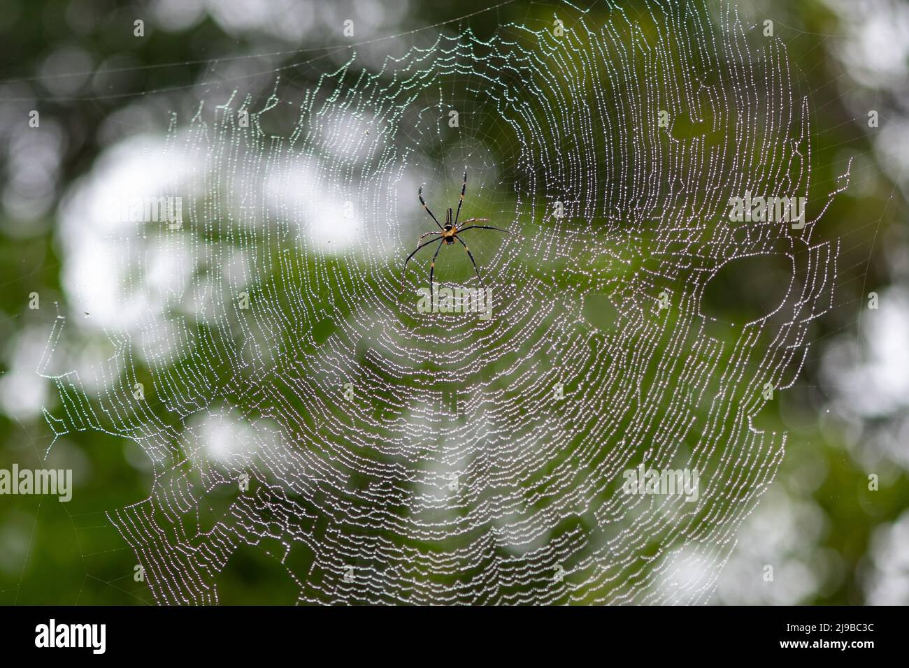 (220522) -- WUZHISHAN, May 22, 2022 (Xinhua) -- A spider is seen in the ...