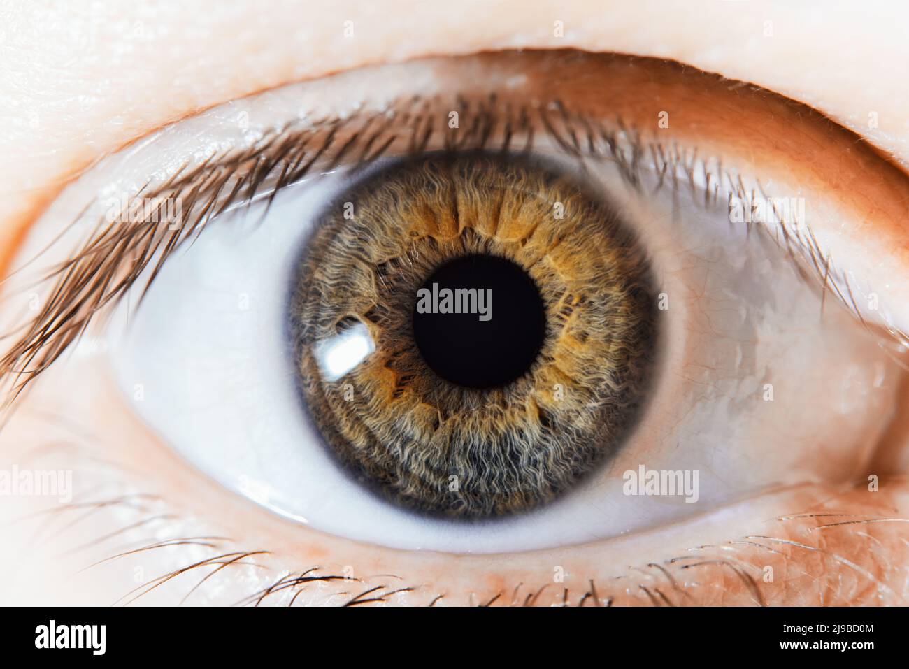 Macro photo of human eye looking. close-up detail of green eye. Health ...