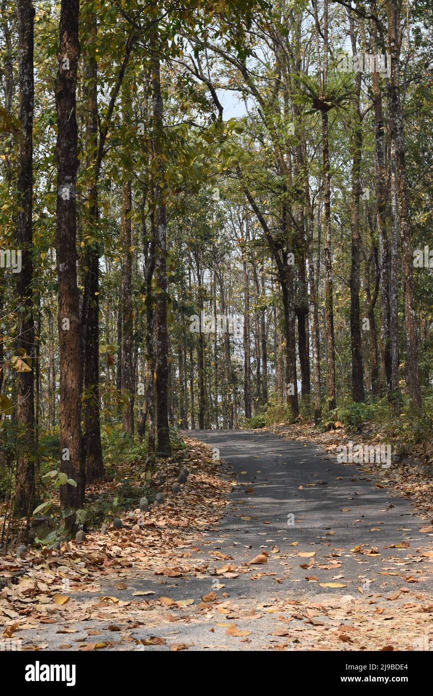 Forest cover image hi-res stock photography and images - Alamy