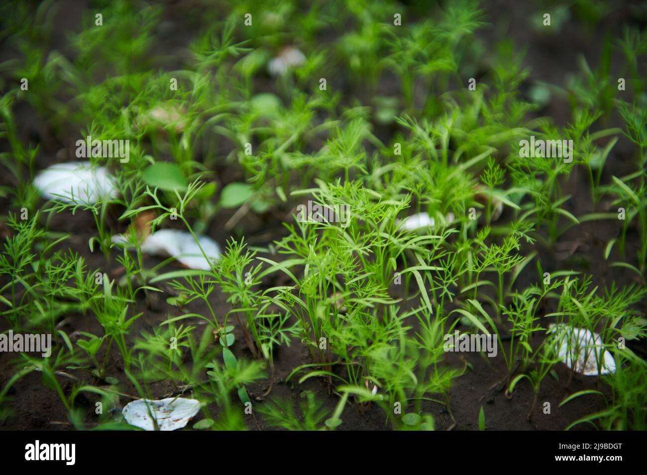 Top view of green young dill seedlings growing in open field. Gardening ...