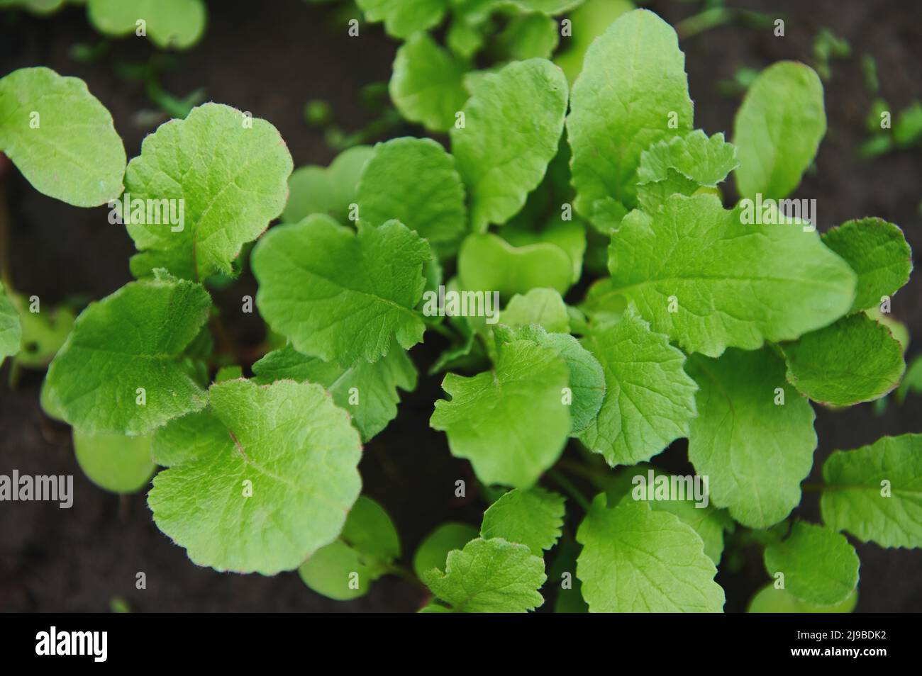 Young sprouts of radishes grow in the black soil on the open ground of ...