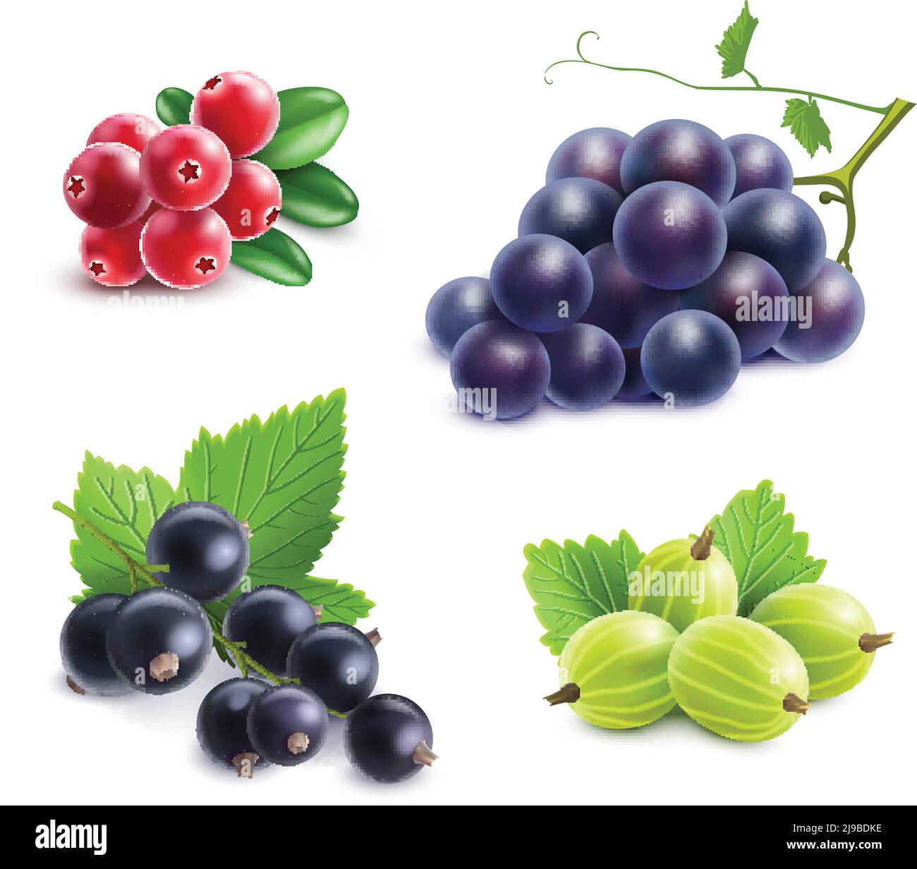 Realistic berries set with cranberry grape gooseberry and black currant ...