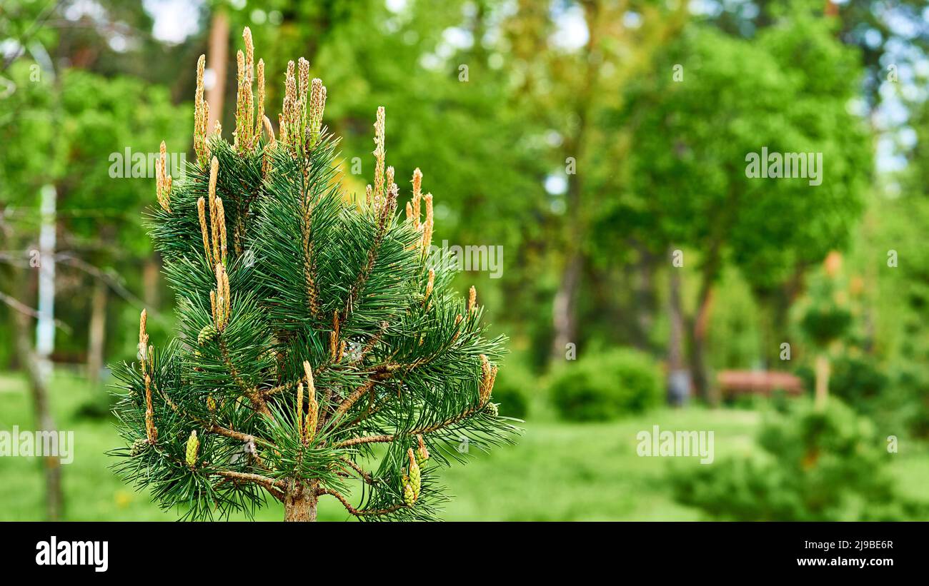 Blooming young pine tree with delicate buds of cones Stock Photo - Alamy