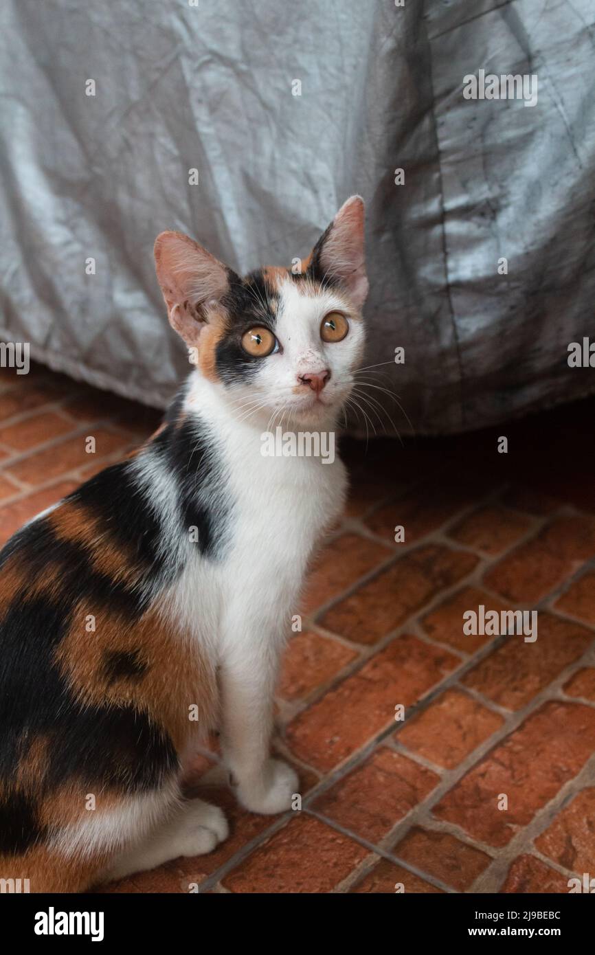 Calico cat pictured near car Stock Photo - Alamy