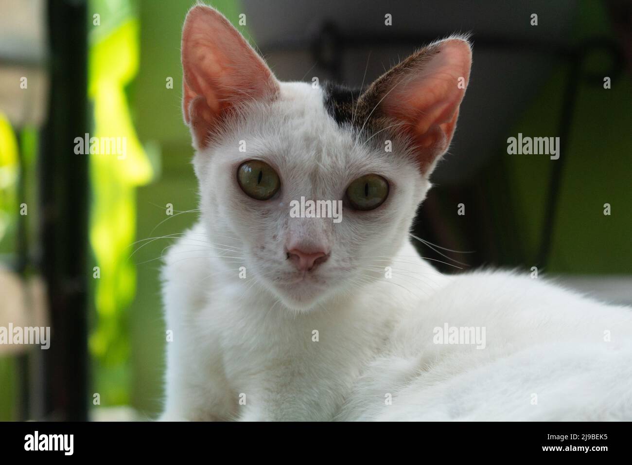 The female cat is facing the camera Stock Photo - Alamy