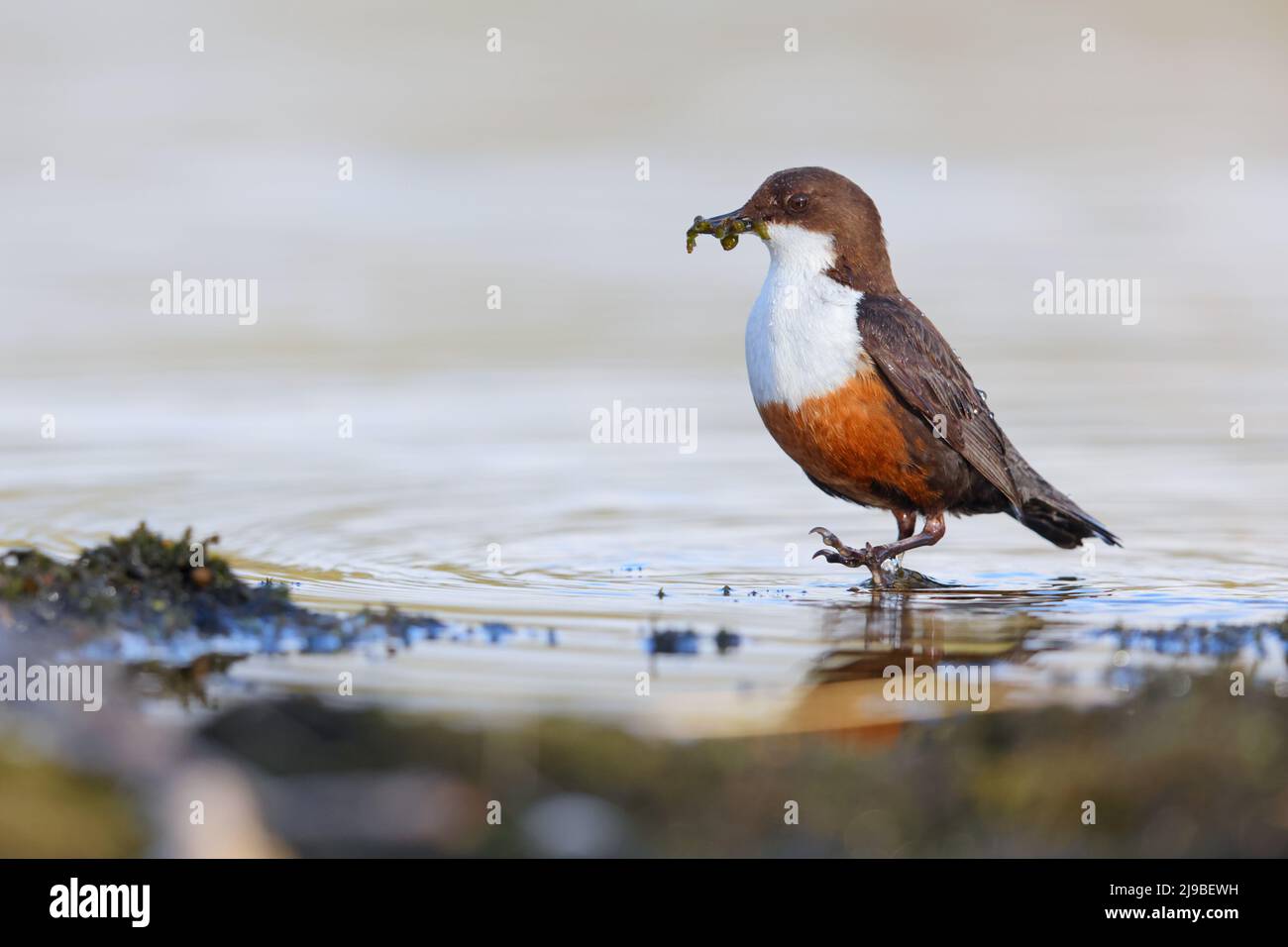 White throated dipper in flight hi-res stock photography and images - Alamy