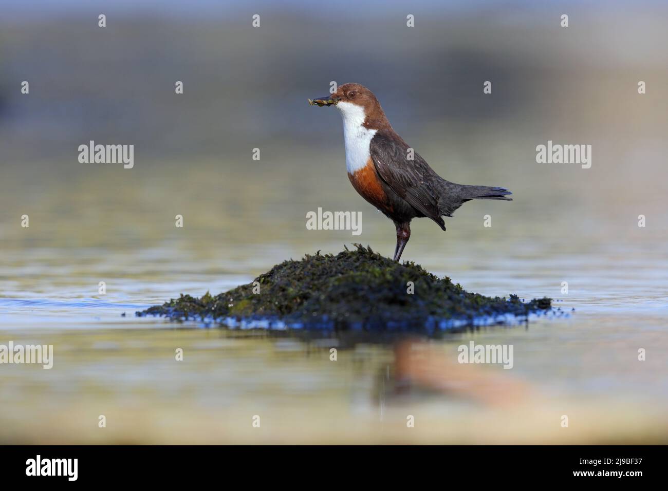 White throated dipper in flight High Resolution Stock Photography and ...