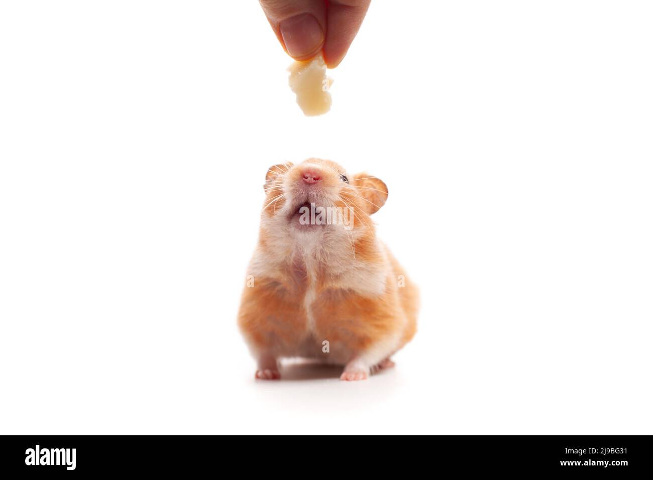 Owner gives the hamster some cheese isolated Stock Photo - Alamy