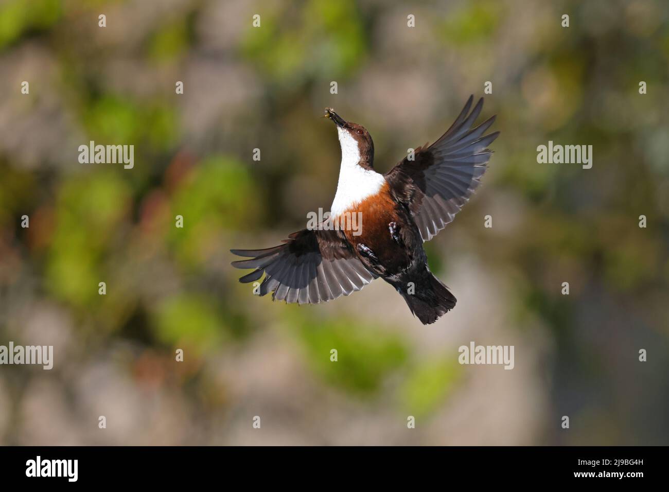 An adult White-throated Dipper (Cinclus cinclus gularis) in flight up ...