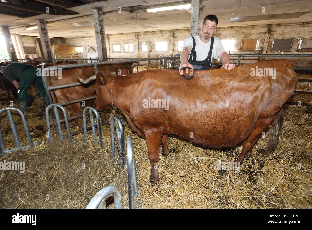 Tanne, Germany. 22nd May, 2022. Helpers prepare the cows for the parade ...
