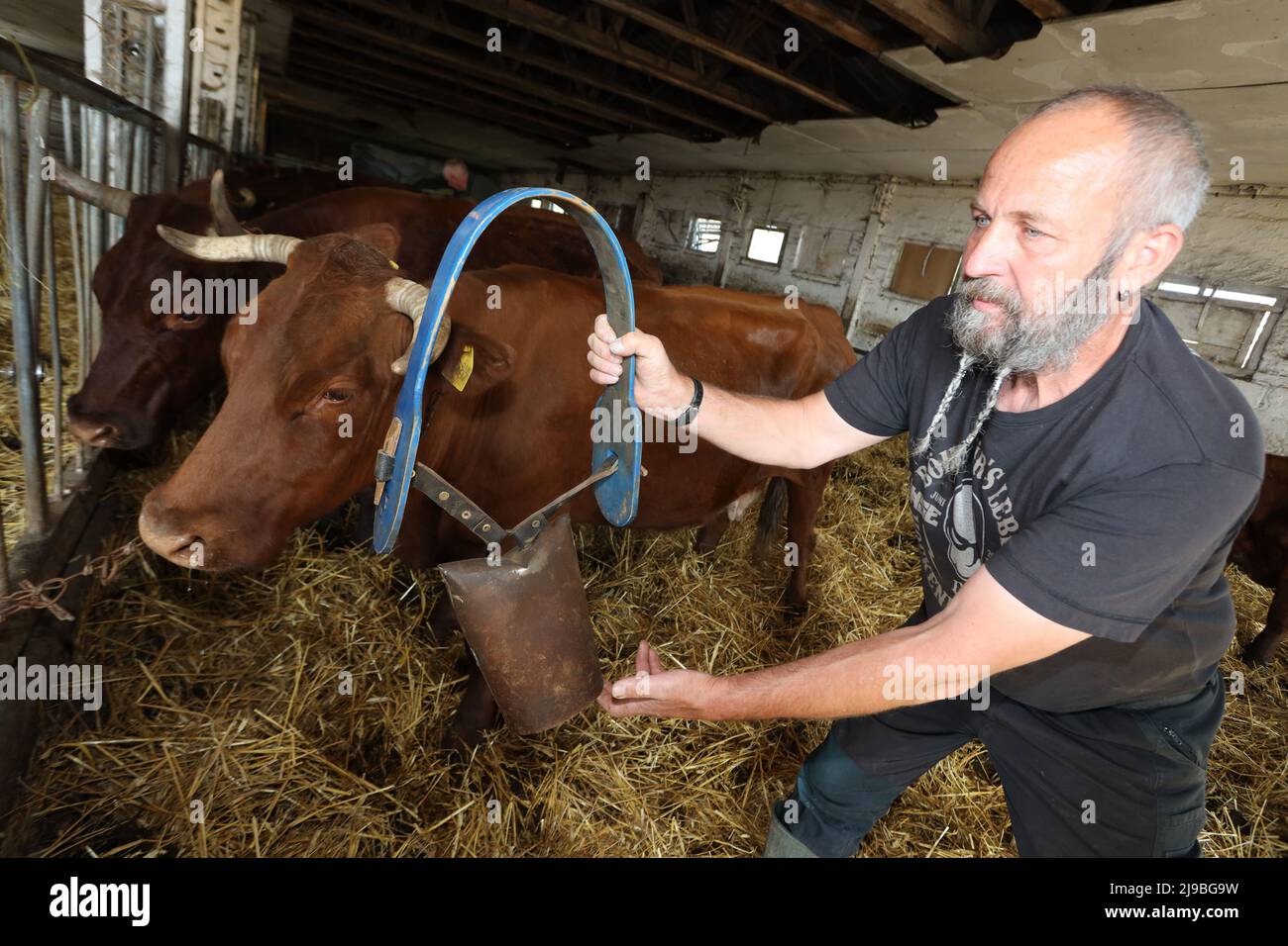 Tanne, Germany. 22nd May, 2022. Günther Freystein holds a cowbell ready ...