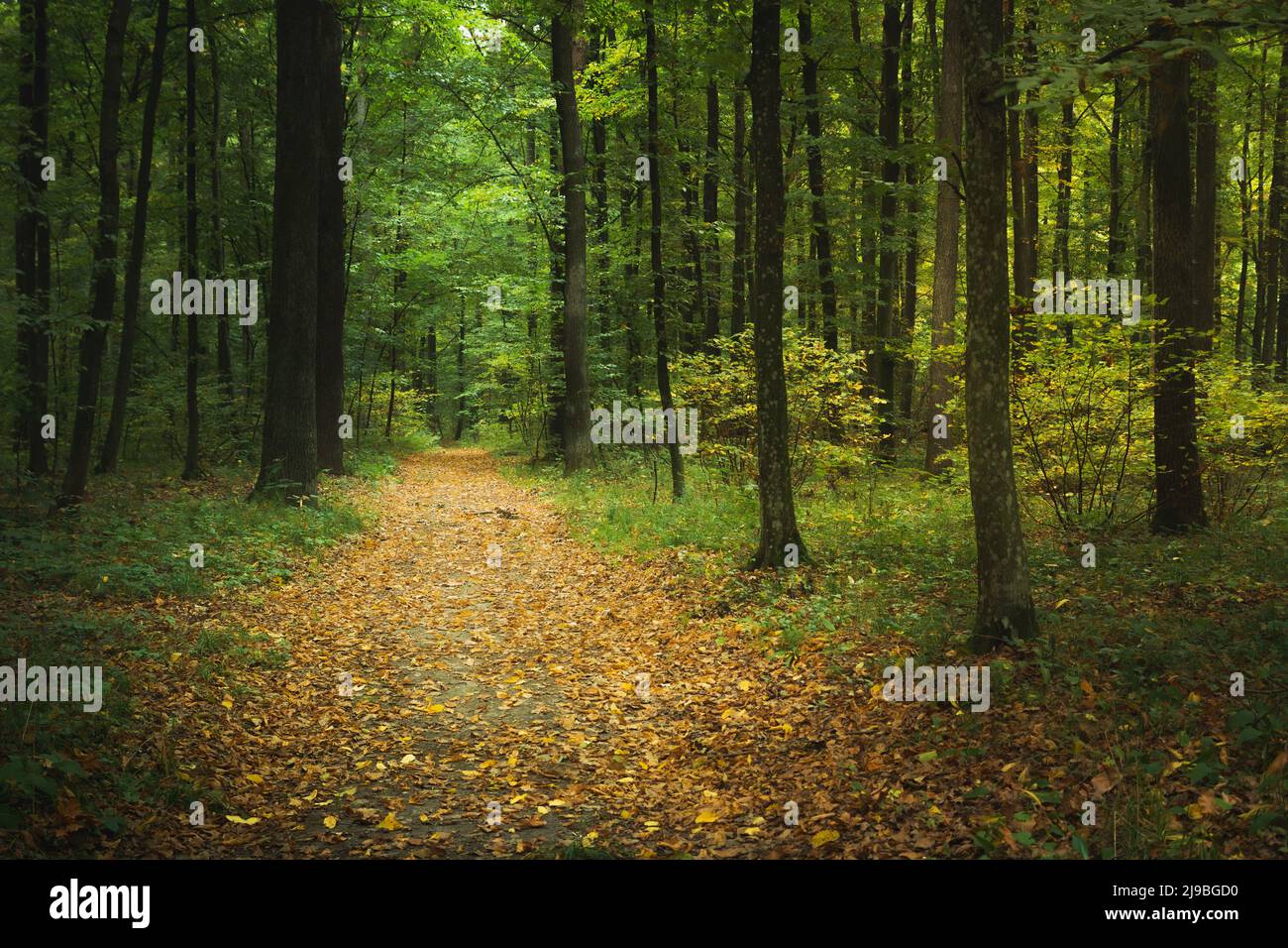 Leaves on a path through an atmospheric green forest Stock Photo - Alamy