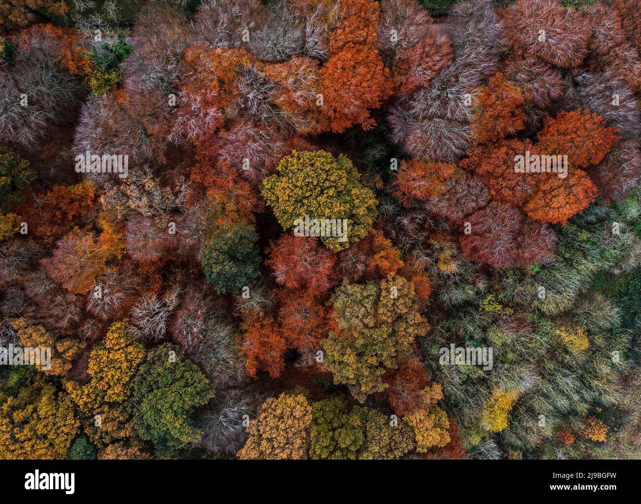 Stunning burnt orange and rust red feather-like trees on the cusp of ...