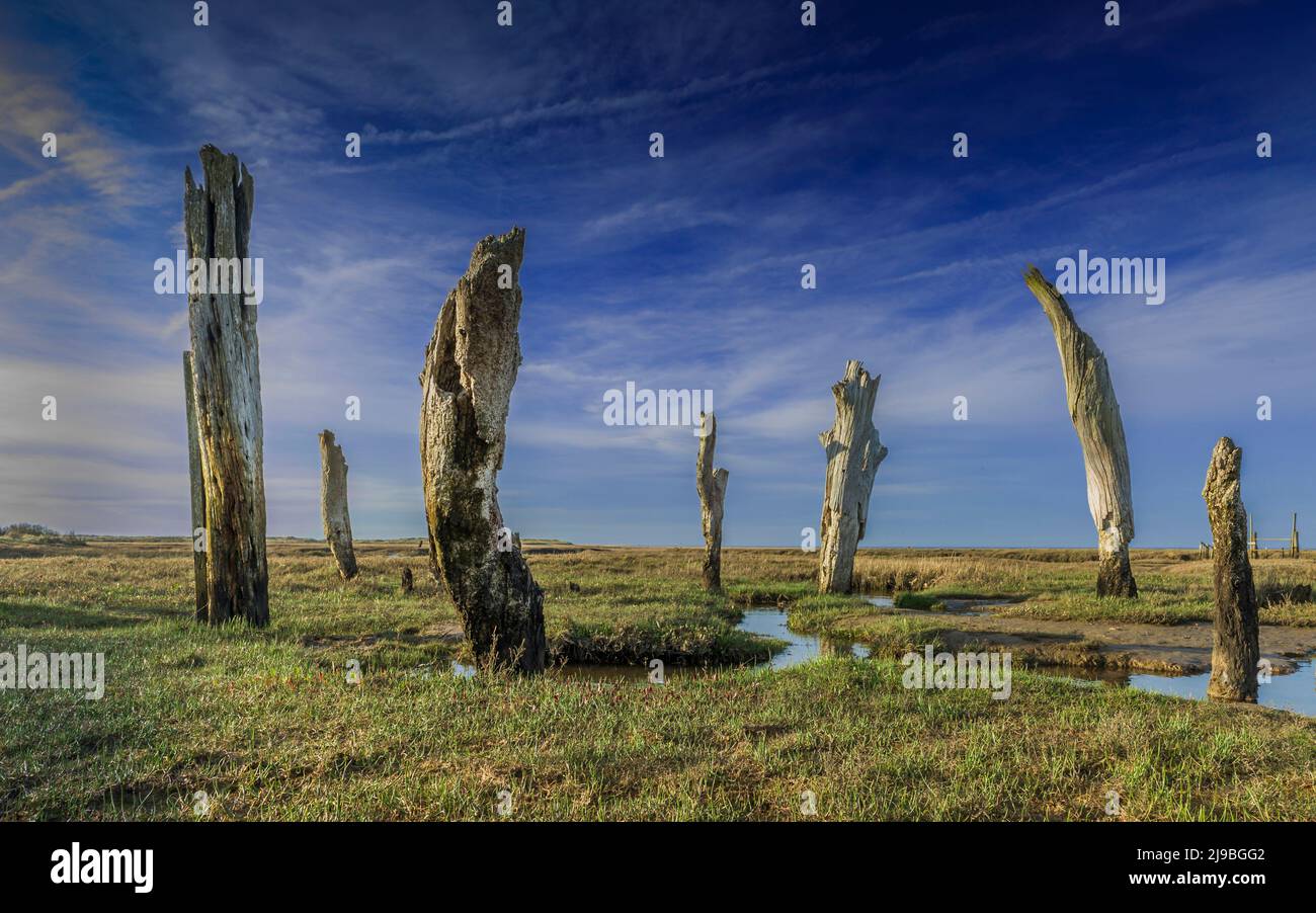 Thornham stumps on the North Norfolk coast Stock Photo - Alamy