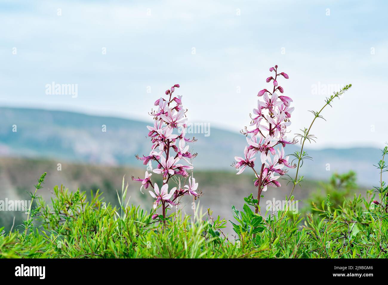 beautiful flowers of Dictamnus albus (burning bush) against blurred ...