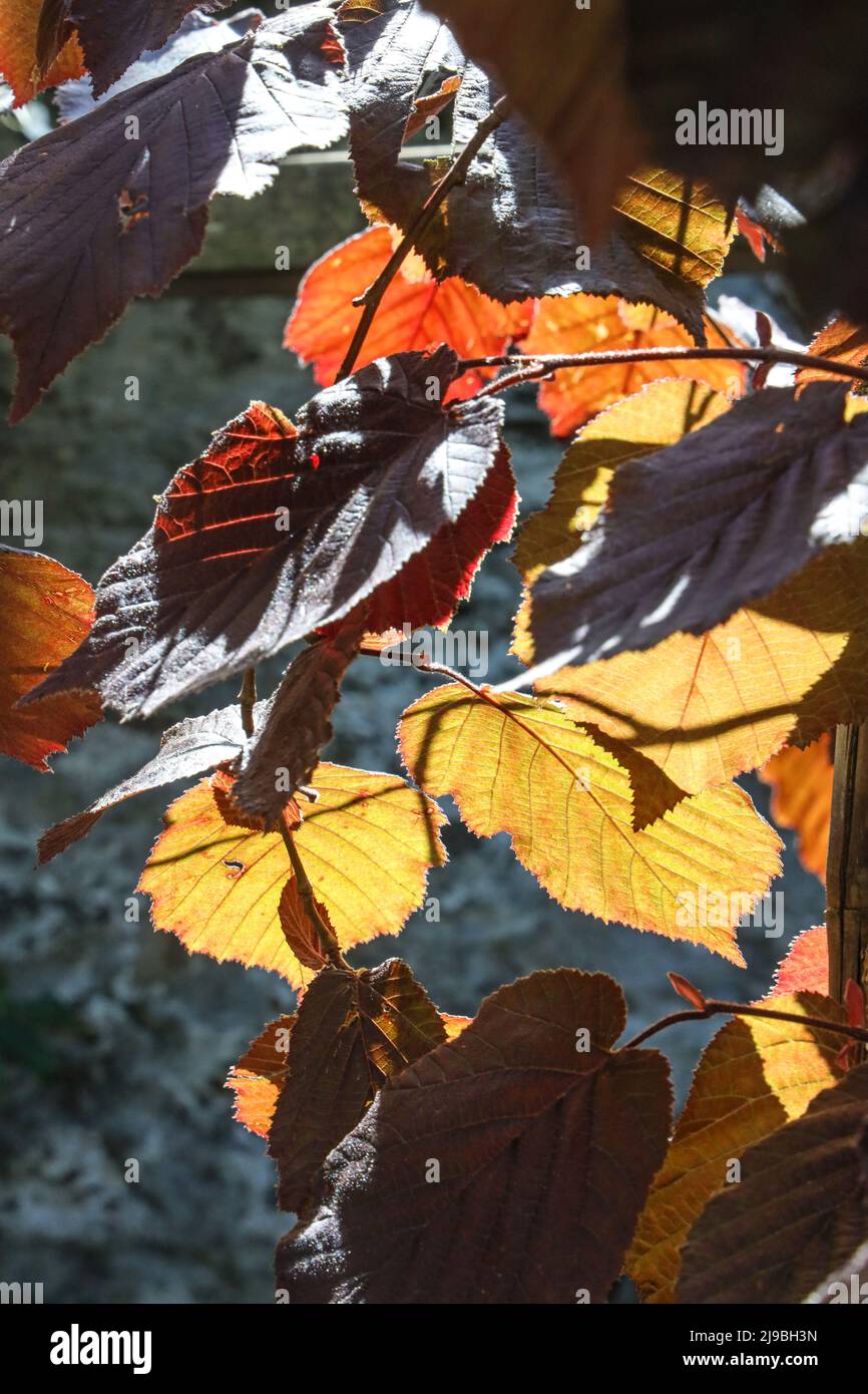 Portrait format Copper Hazel Leaves, backlit in the late spring ...