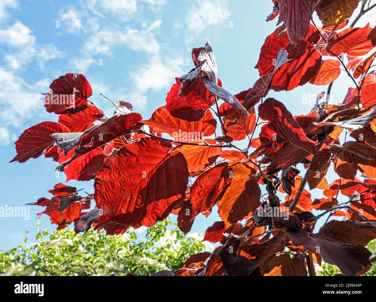 Maxima pururea hi-res stock photography and images - Alamy