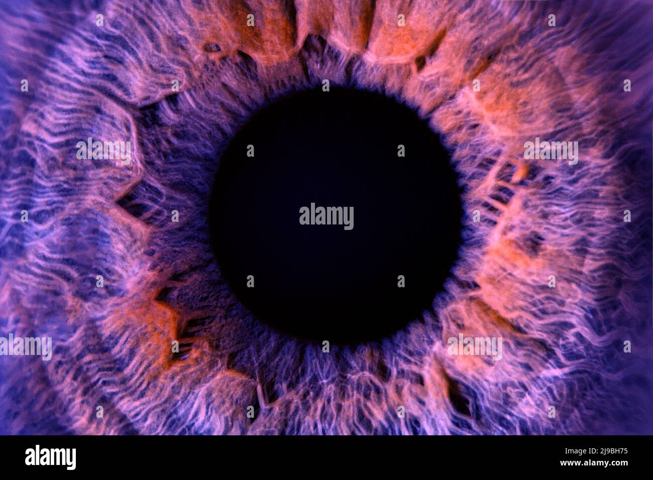 Macro photo of colores purple human eye texture background. extrime ...
