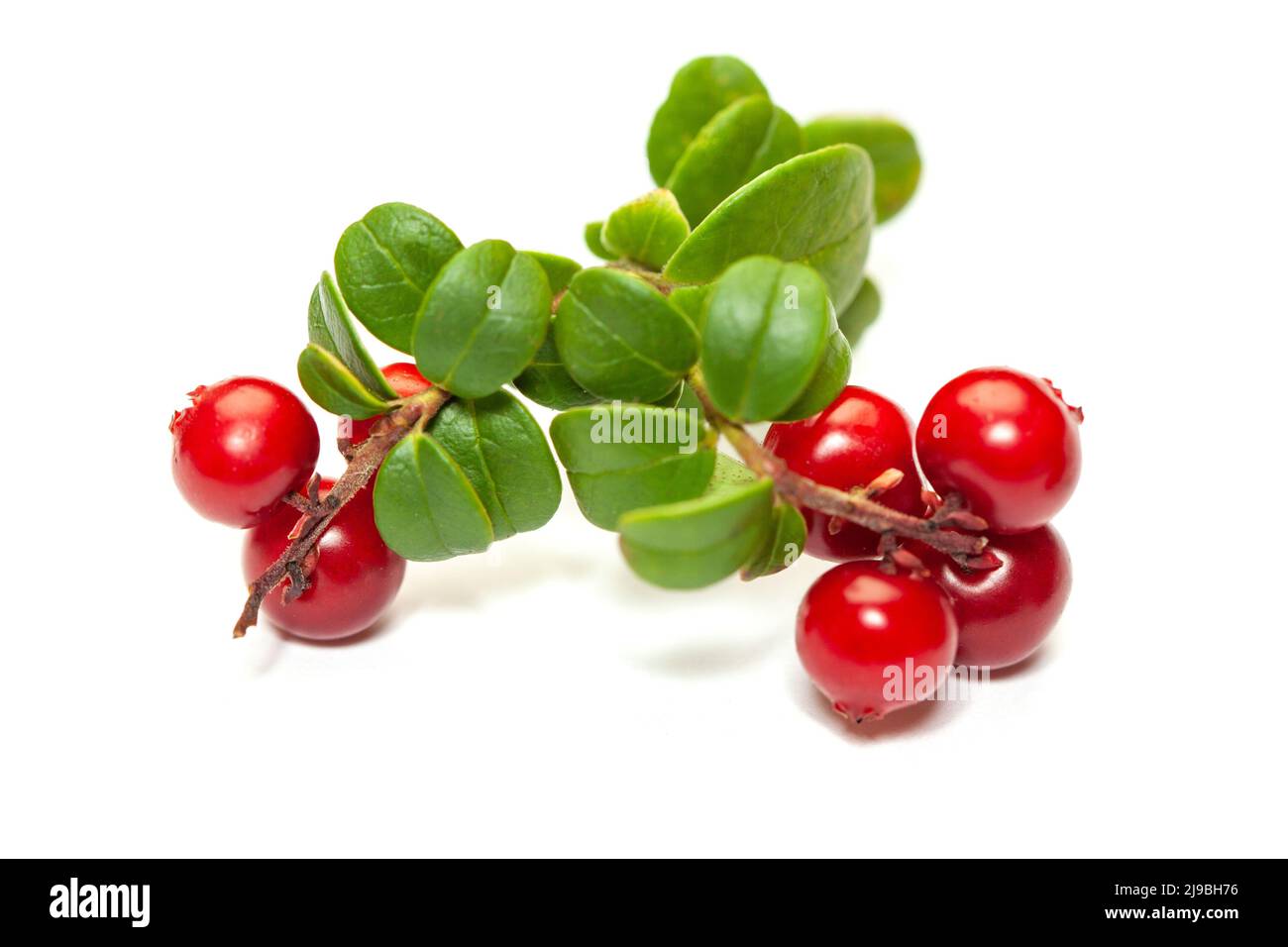 Organic foxberry with green leaves on white background Stock Photo - Alamy