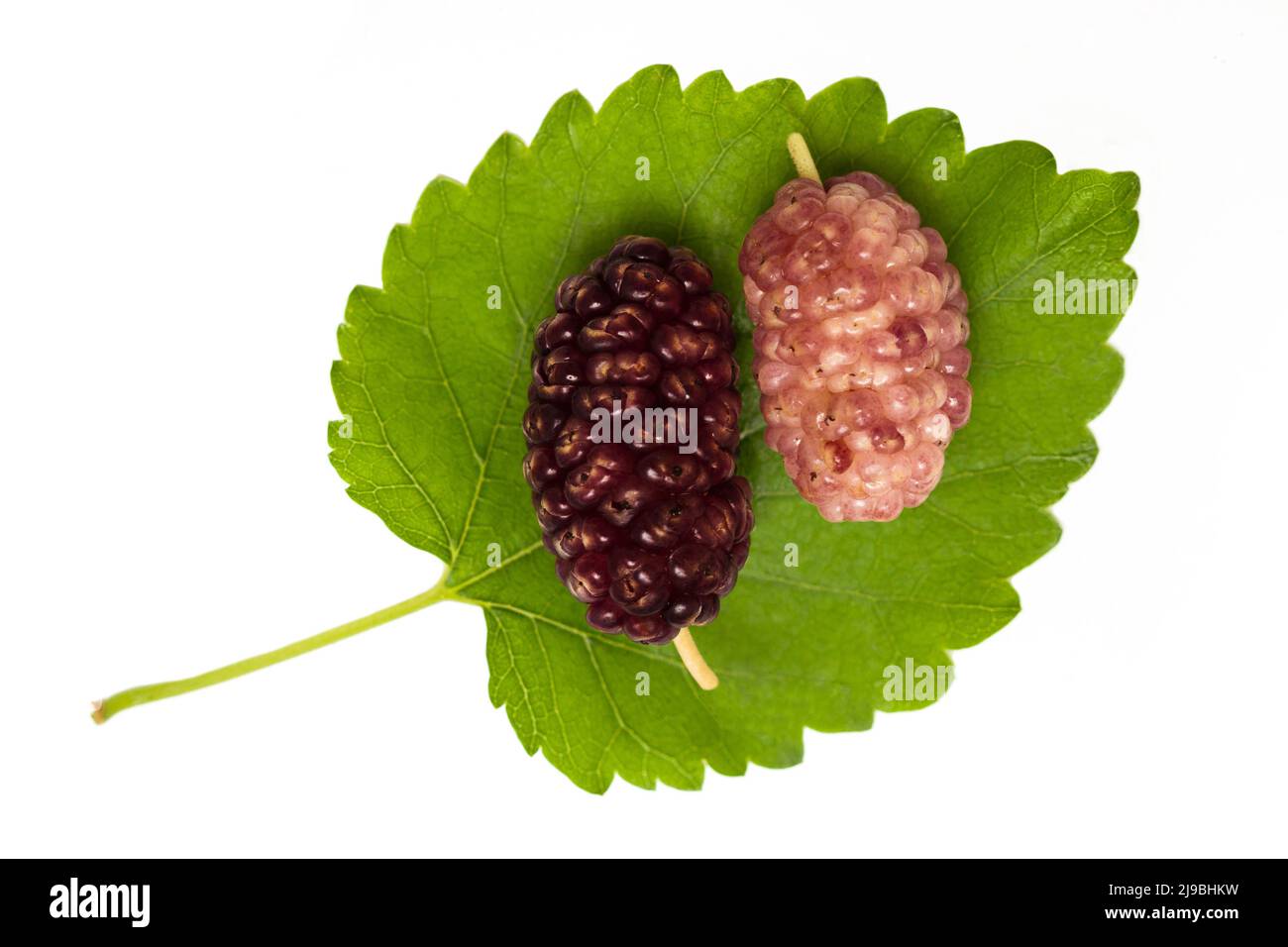 Green leaf with mulberries isolated on white background, organic ...