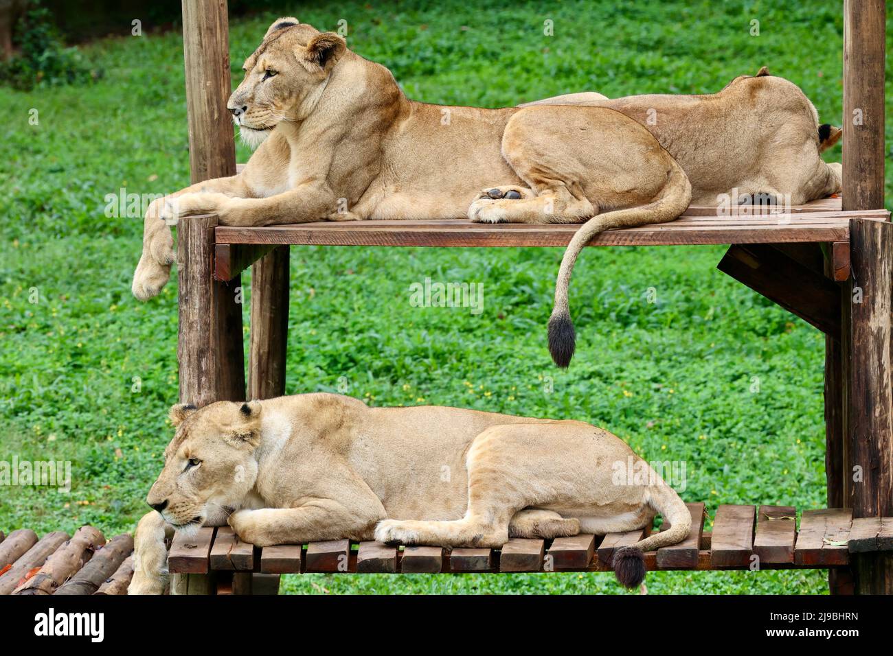 Animals on travel in Africa Stock Photo - Alamy