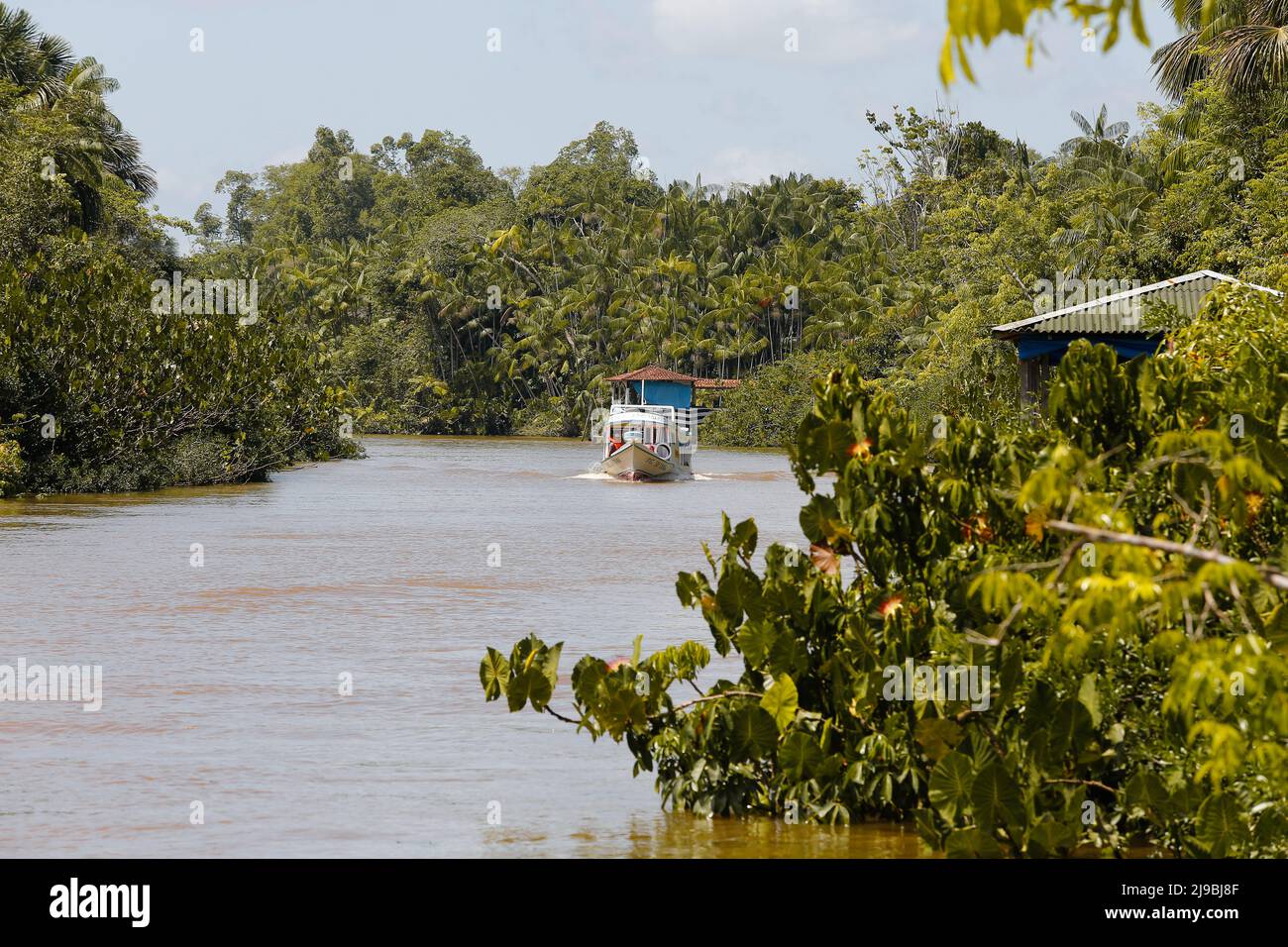 Furos amazonicos hi-res stock photography and images - Alamy