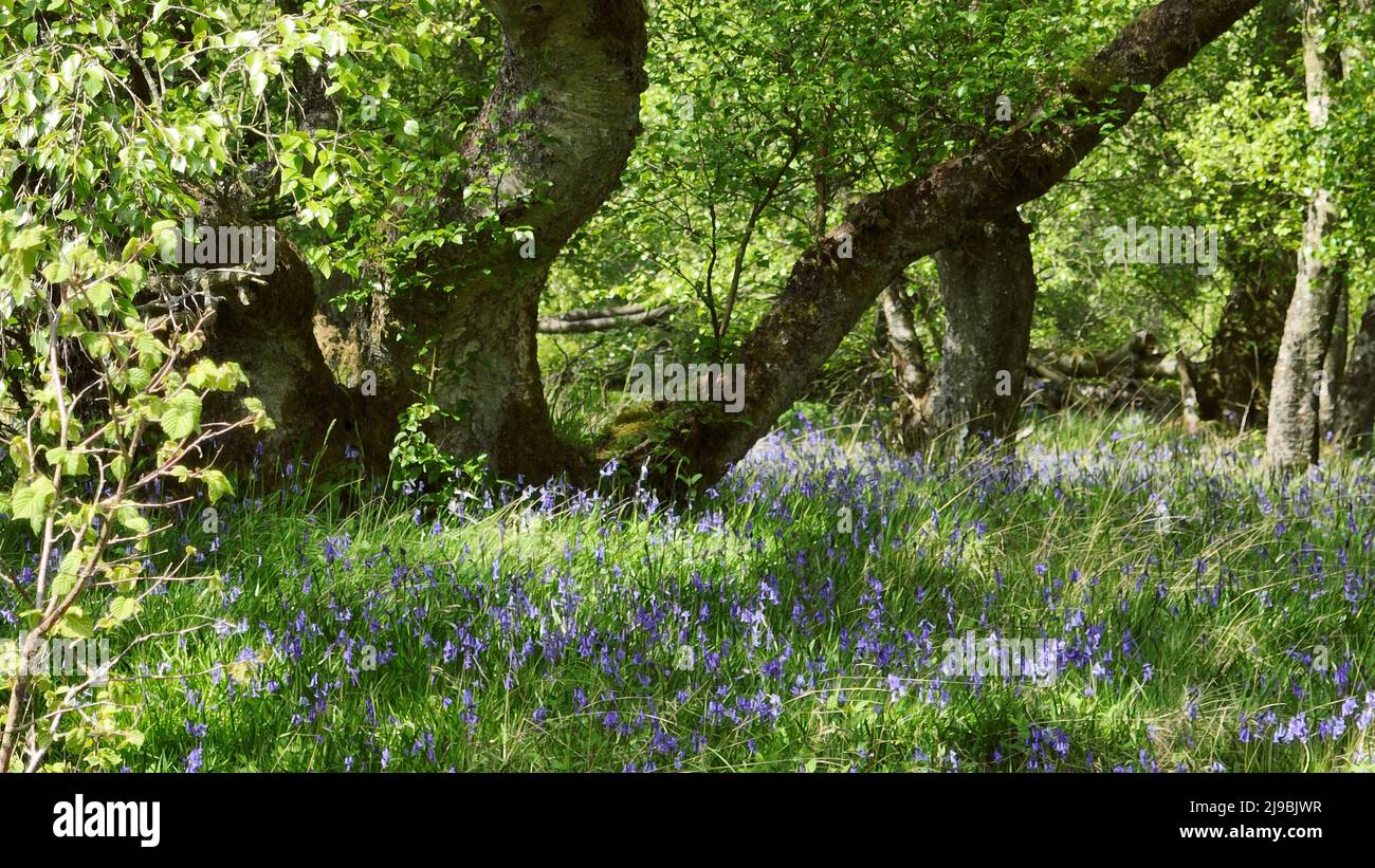 Spring Bluebells and birches on the riverbank Stock Photo - Alamy