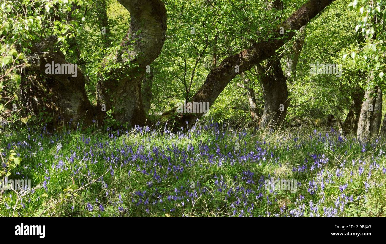 Spring Bluebells and birches on the riverbank Stock Photo - Alamy