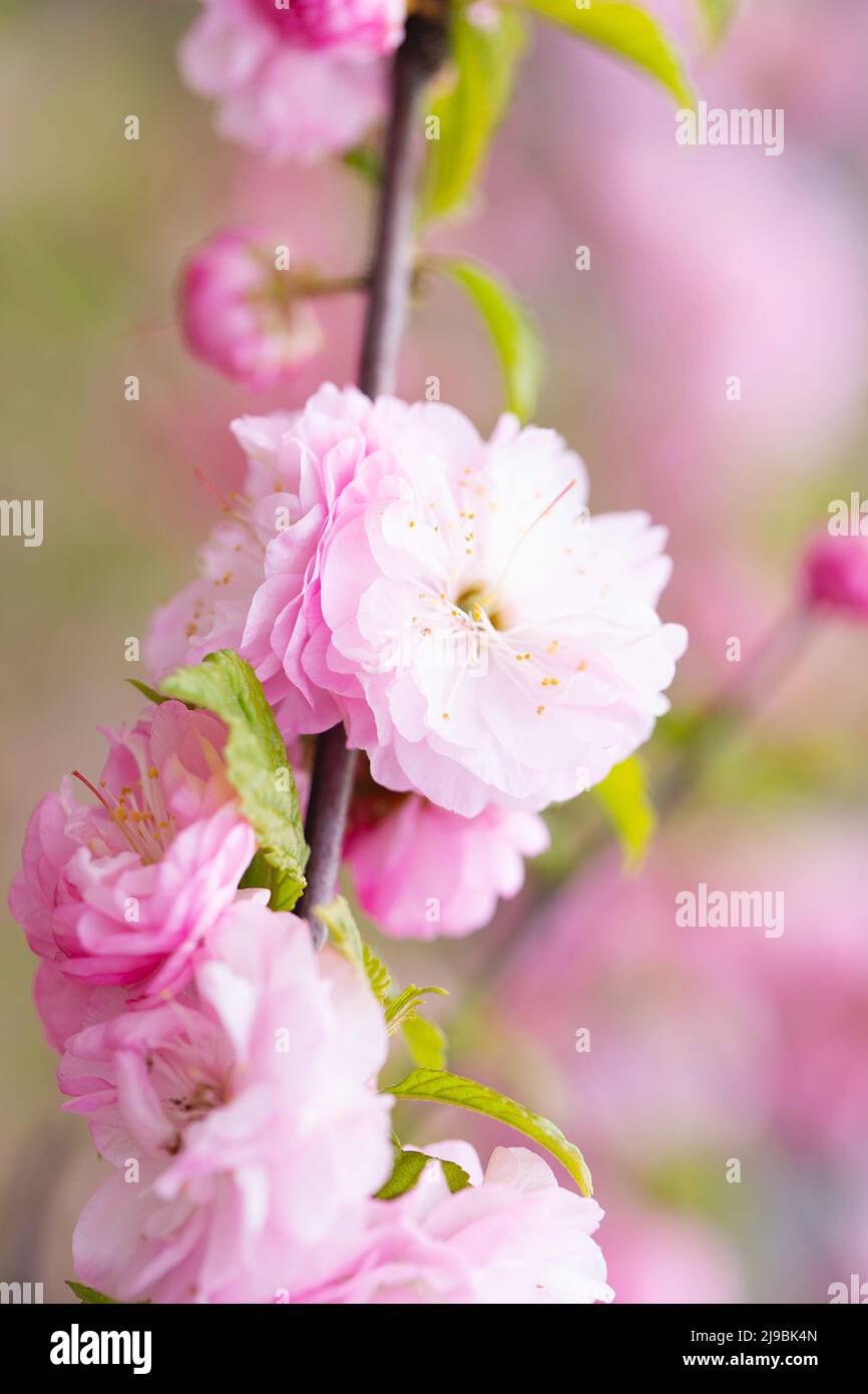 Sakura tree blossom in springtime. tender pink flowers bathing in ...