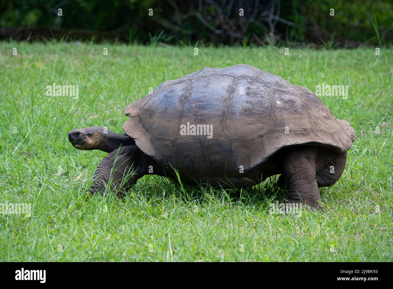 Ecuador, Galapagos, Santa Cruz Island, El Chato Ranch. Wild Galapagos ...