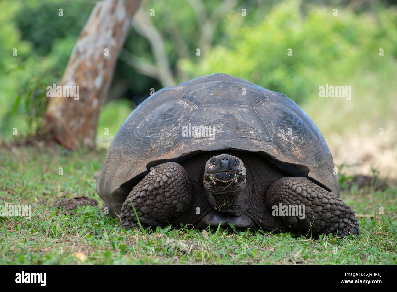 Ecuador, Galapagos, Santa Cruz Island, El Chato Ranch. Wild Galapagos ...