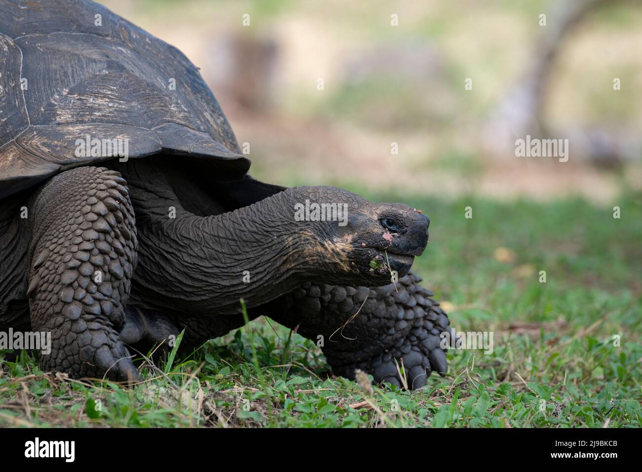 Ecuador, Galapagos, Santa Cruz Island, El Chato Ranch. Wild Galapagos ...