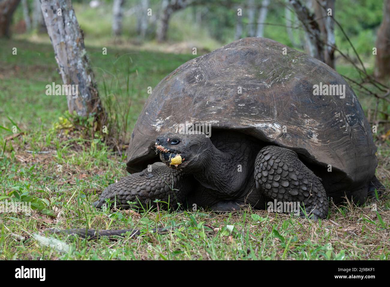 Ecuador, Galapagos, Santa Cruz Island, El Chato Ranch. Wild Galapagos ...