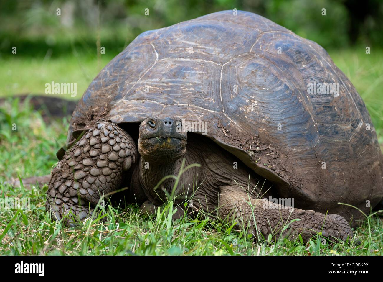 Ecuador, Galapagos, Santa Cruz Island, El Chato Ranch. Wild Galapagos ...