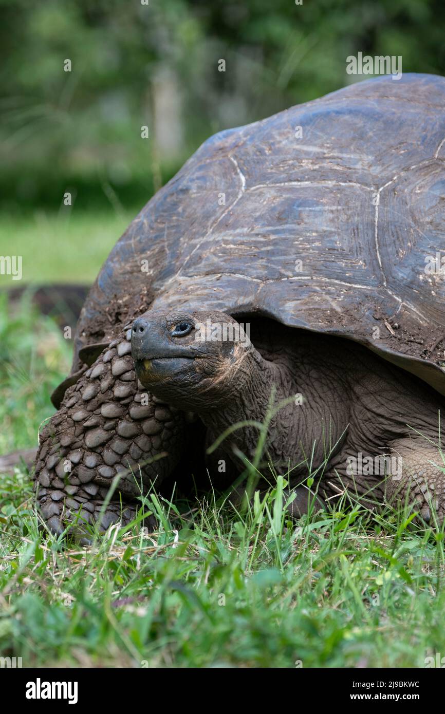Ecuador, Galapagos, Santa Cruz Island, El Chato Ranch. Wild Galapagos ...