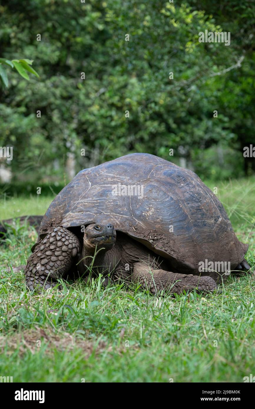 Ecuador, Galapagos, Santa Cruz Island, El Chato Ranch. Wild Galapagos ...
