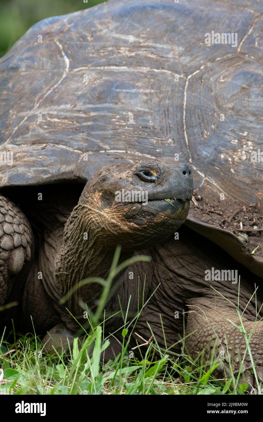 Ecuador, Galapagos, Santa Cruz Island, El Chato Ranch. Wild Galapagos ...