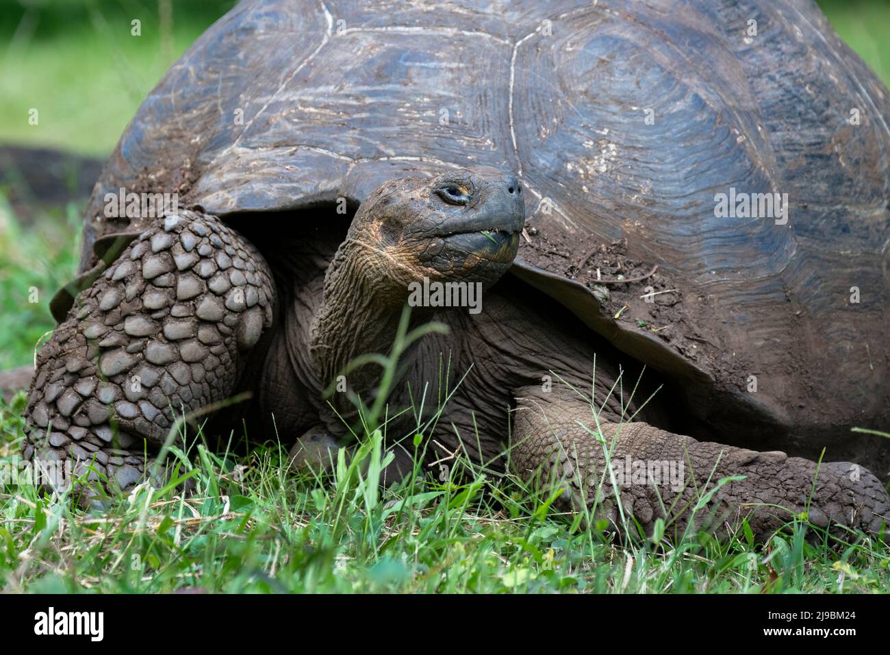 Ecuador, Galapagos, Santa Cruz Island, El Chato Ranch. Wild Galapagos ...
