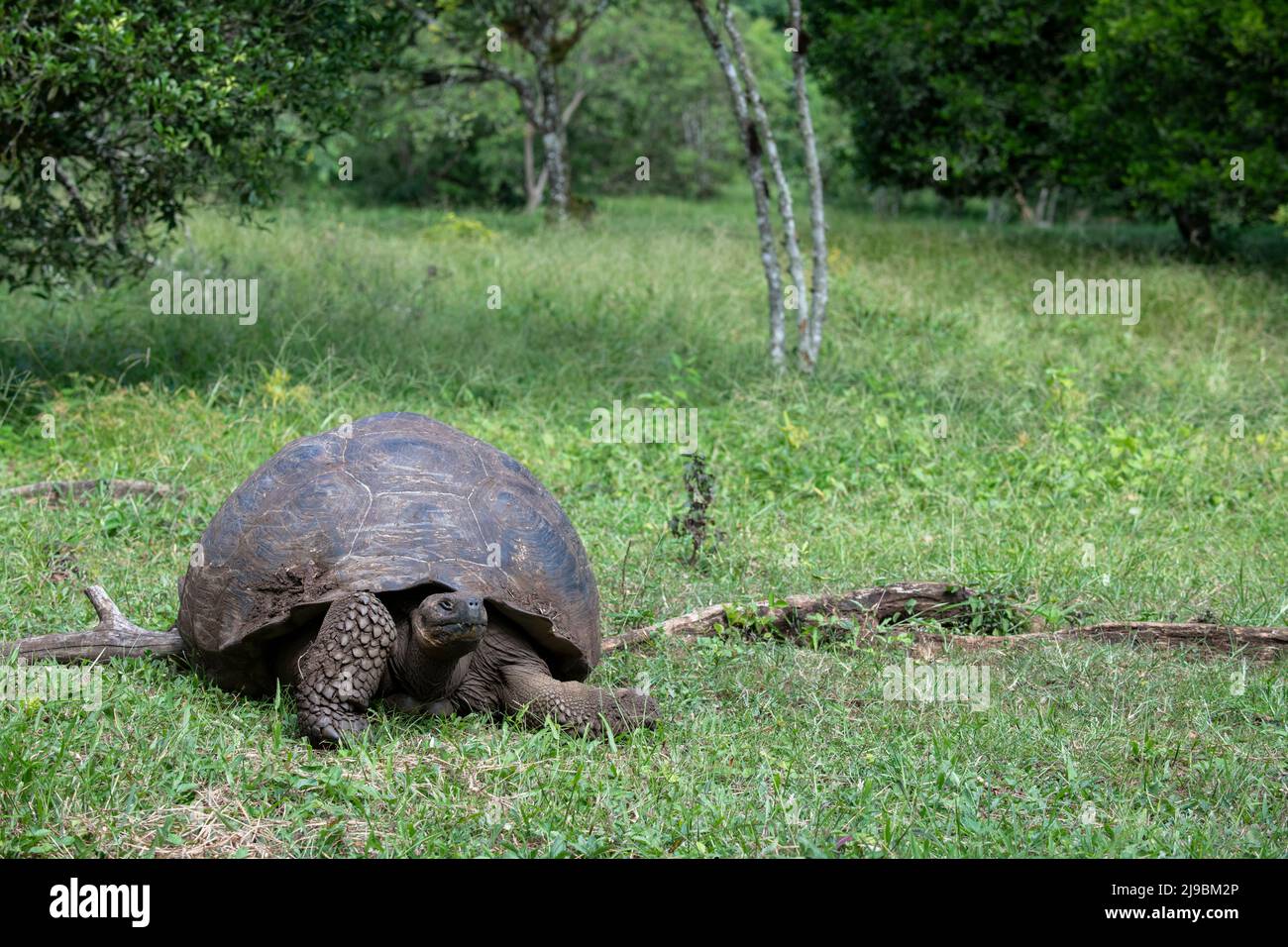 Ecuador, Galapagos, Santa Cruz Island, El Chato Ranch. Wild Galapagos ...