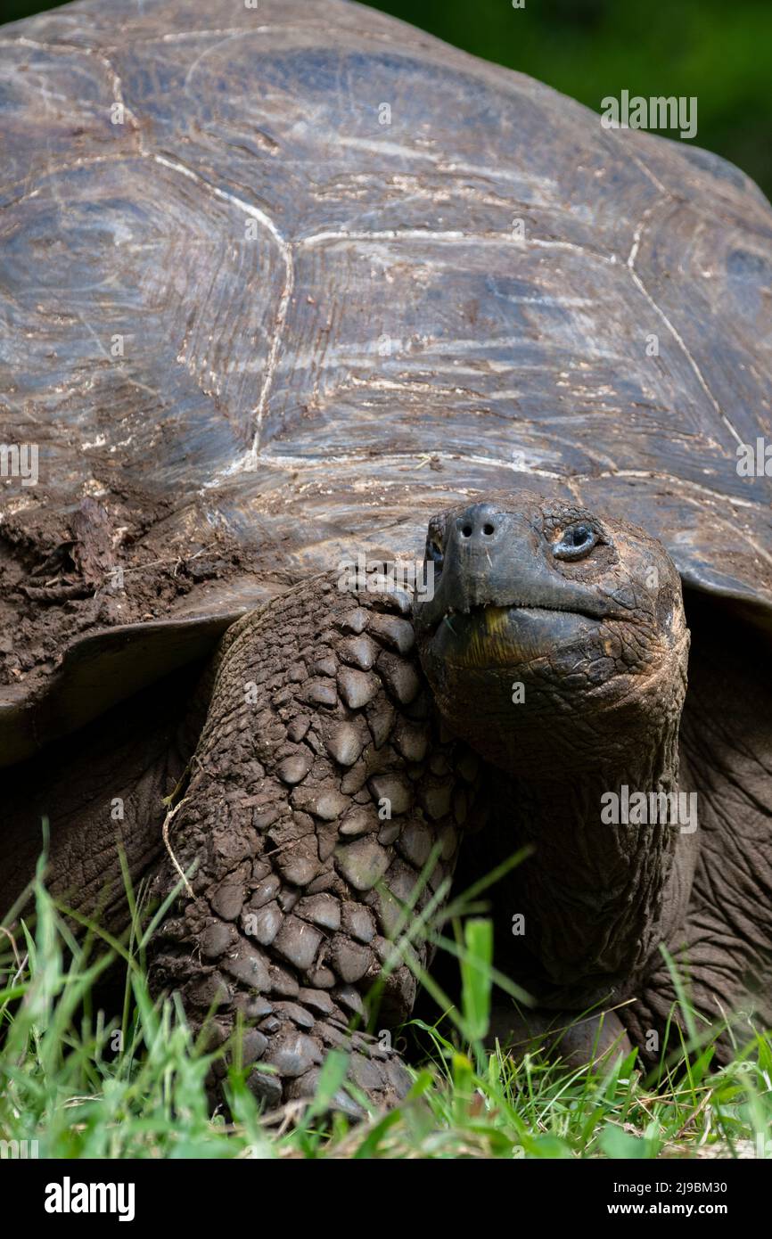 Ecuador, Galapagos, Santa Cruz Island, El Chato Ranch. Wild Galapagos ...