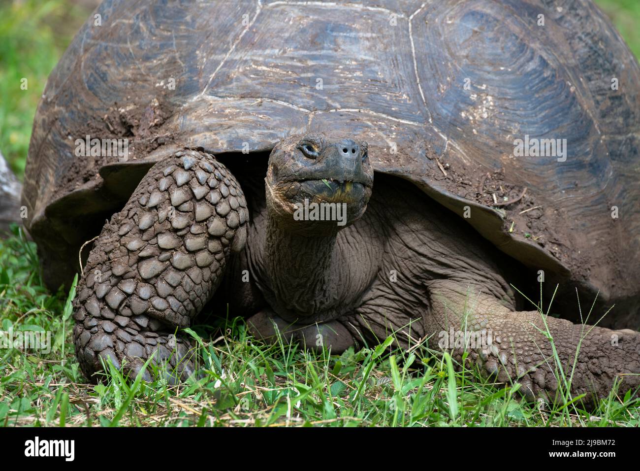 Ecuador, Galapagos, Santa Cruz Island, El Chato Ranch. Wild Galapagos ...