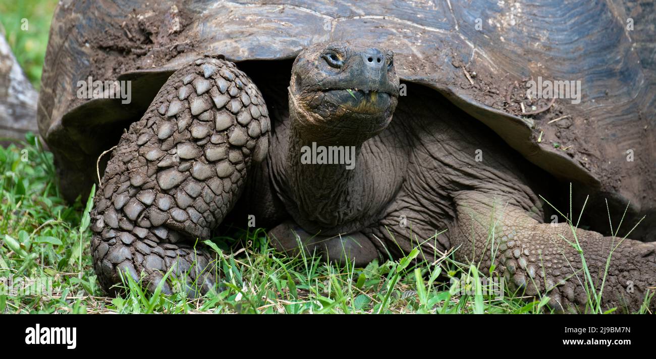 Ecuador, Galapagos, Santa Cruz Island, El Chato Ranch. Wild Galapagos ...