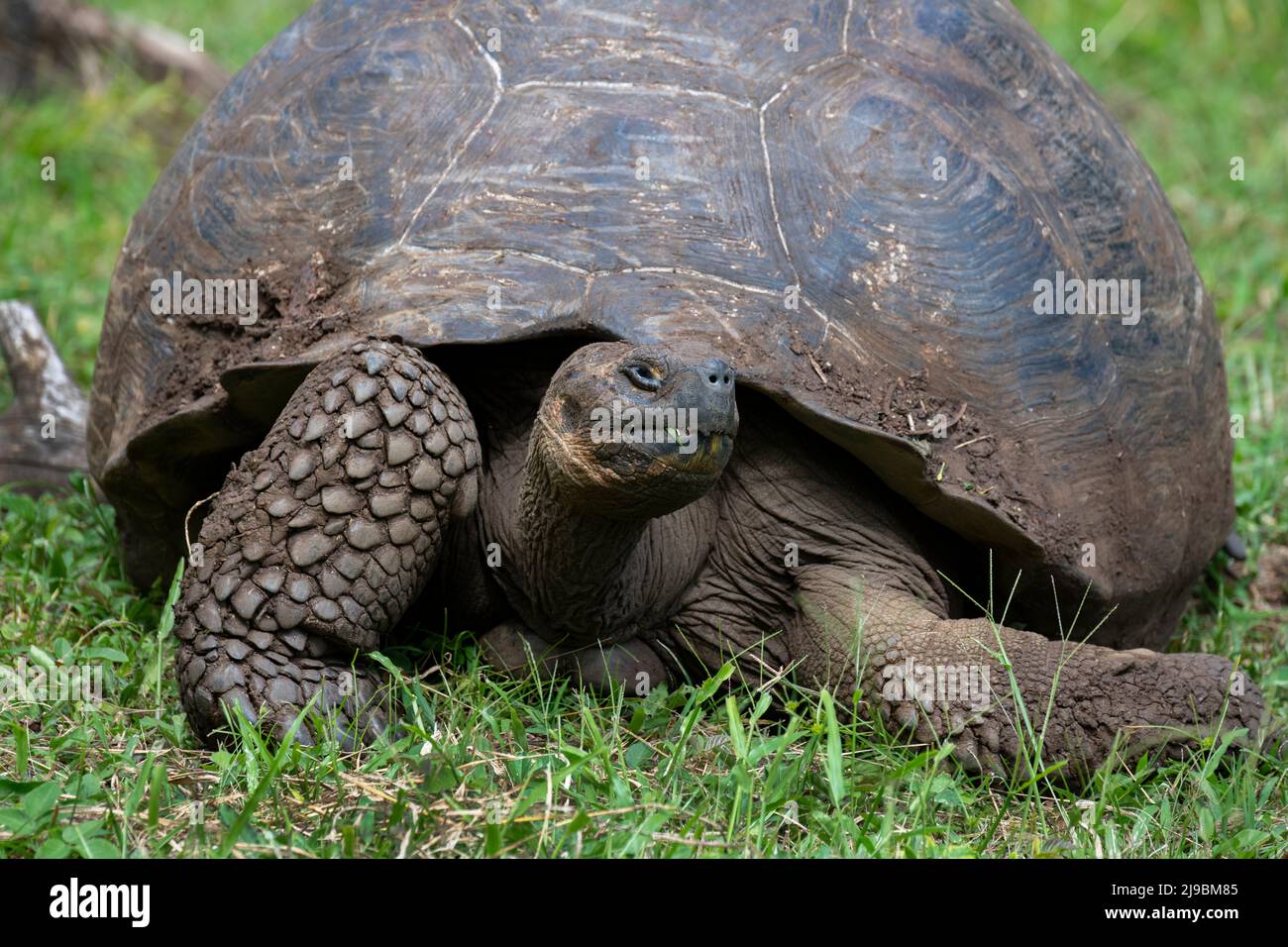 Ecuador, Galapagos, Santa Cruz Island, El Chato Ranch. Wild Galapagos ...