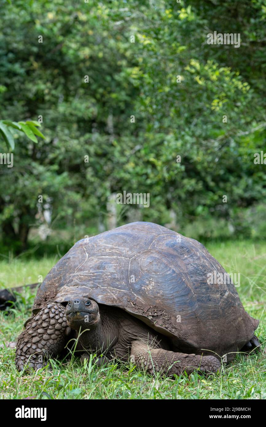 Ecuador, Galapagos, Santa Cruz Island, El Chato Ranch. Wild Galapagos ...