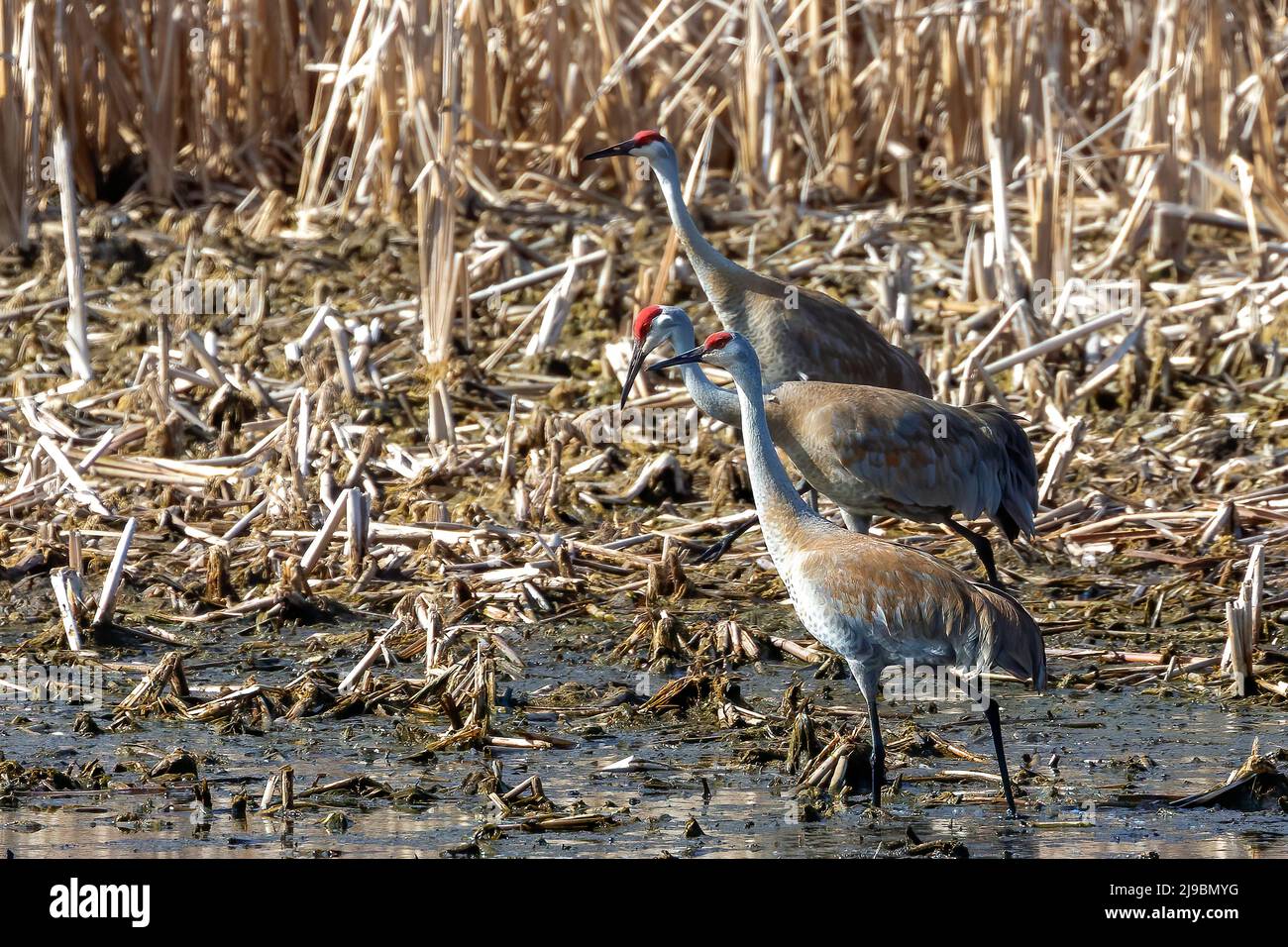 The sandhill crane (Antigone canadensis) on the marsh Stock Photo - Alamy